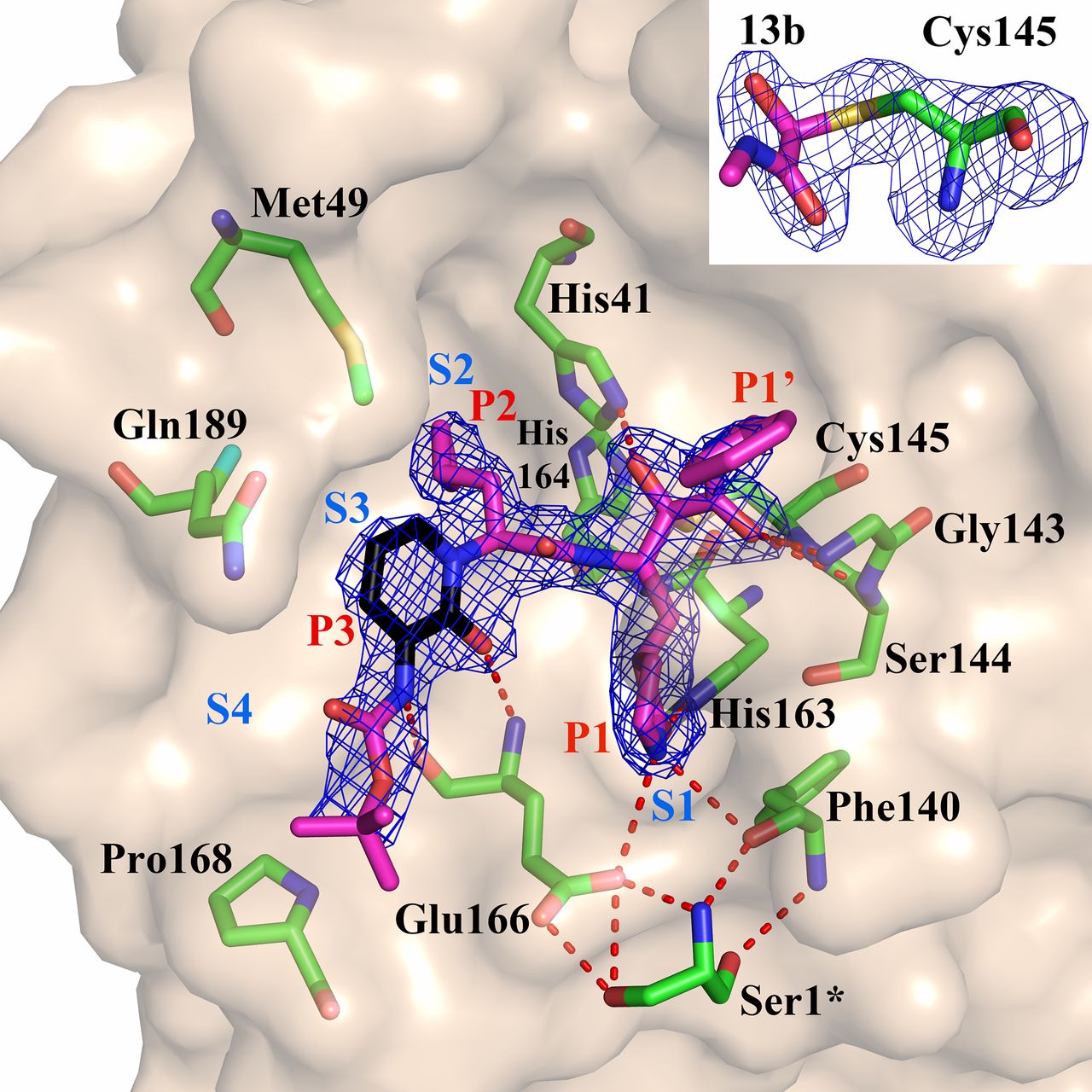 Covalent Modifiers: Crystal structure of SARS-CoV-2 main protease ...
