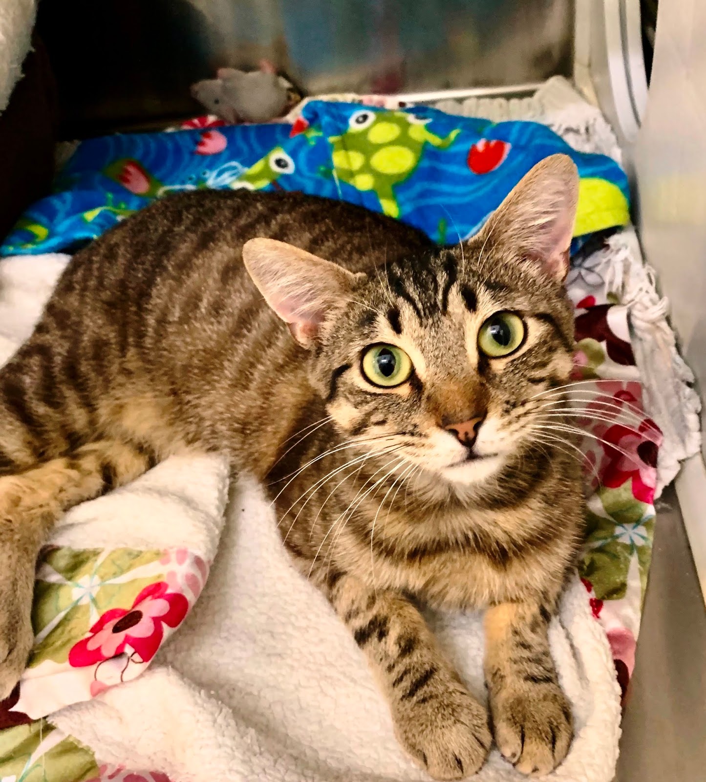 Progressive Charlestown: Kitty of the Week