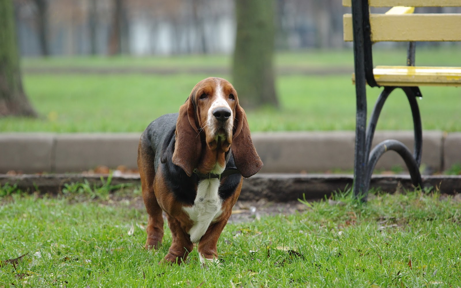 Basset Hound | The Life of Animals