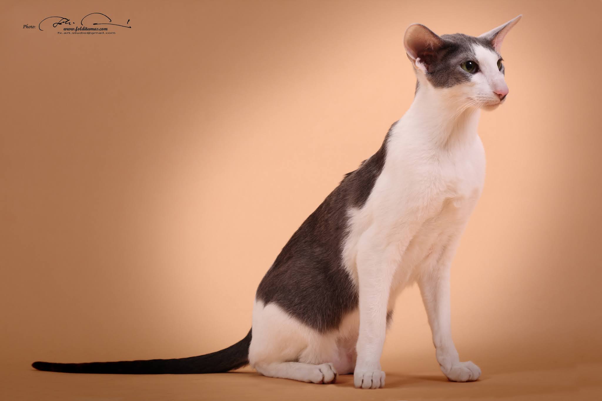 GALLERY OF THE IMLADRIS CATS