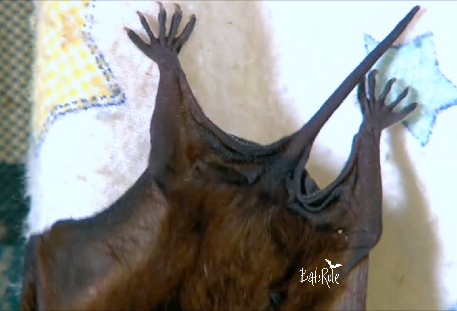 Australian Bat Clinic and Totally Wild | Microbats, Bats