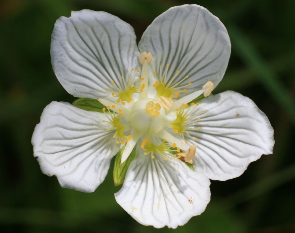 Pleurothallidinae: Lexique au tour des plantes : V