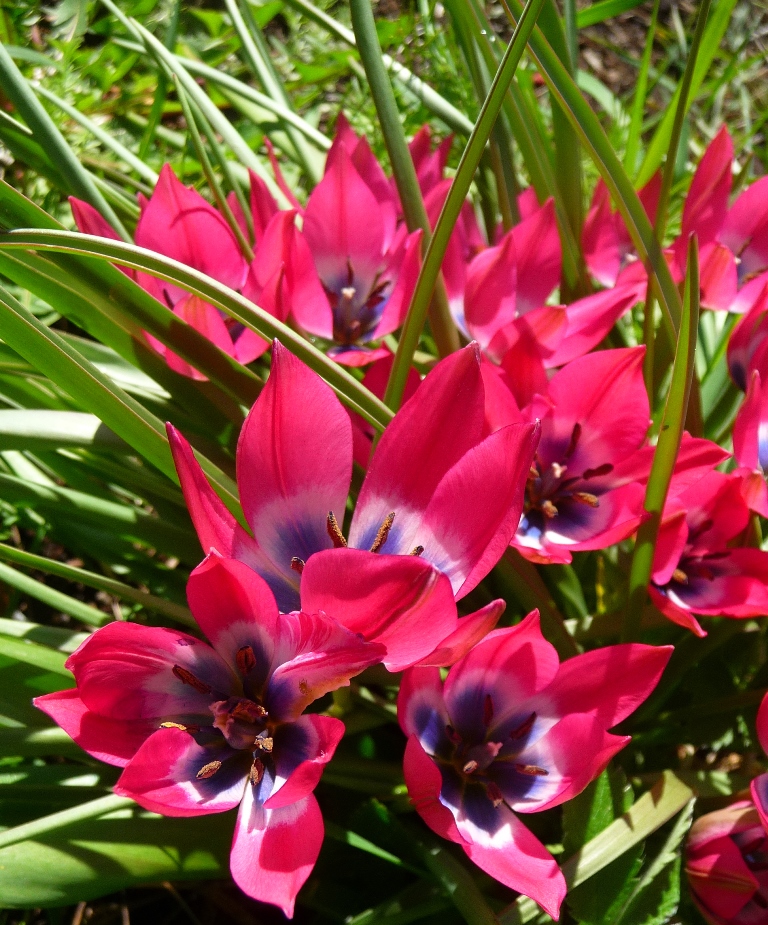Rosaliewakefield Millefiori April Flowers Bring More Flowers