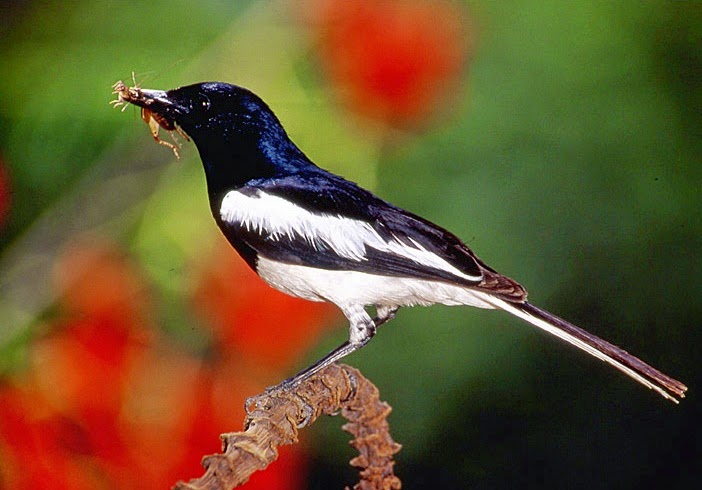 Cara Jitu Kacer Cepat Gacor - Ocehan Kenari