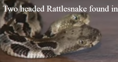 Mountain Mann Survival: WATCH: Two Headed Rattlesnake Found In Pine Barrens