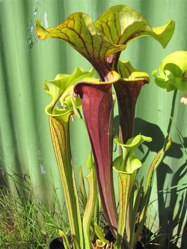 The Fly Papers: Meat-eating plants