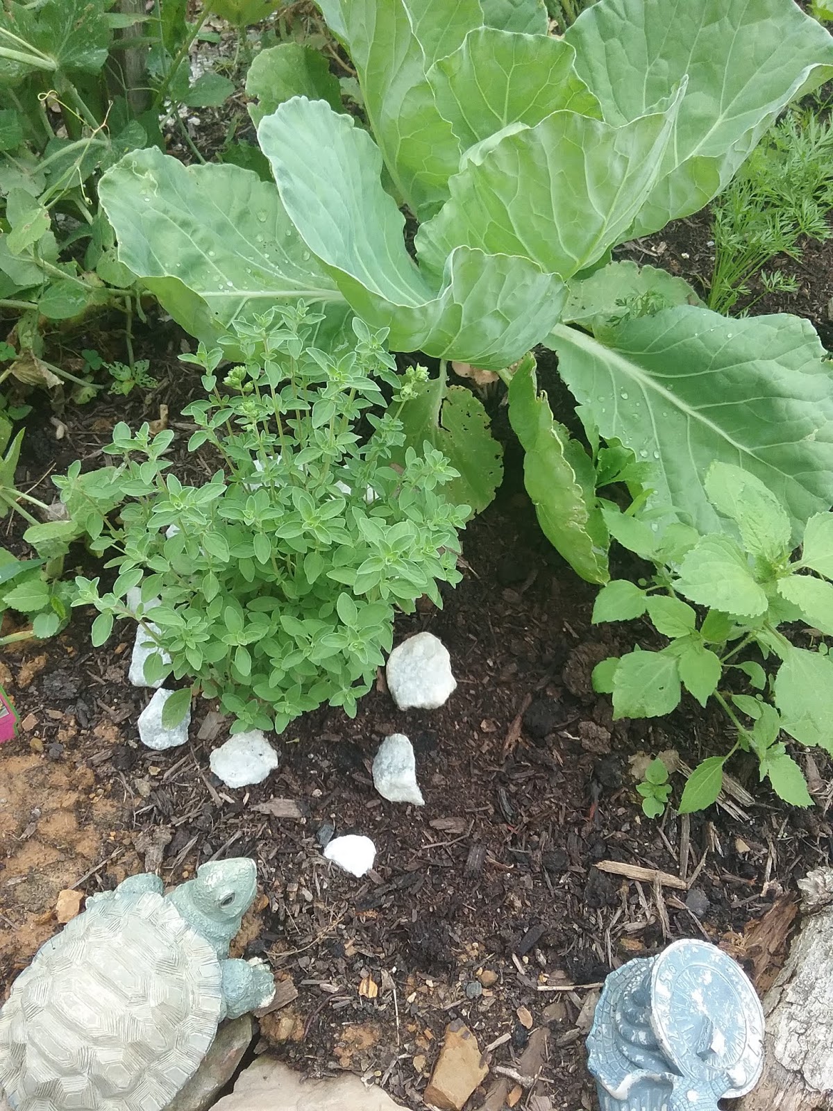 Vegans Living Off the Land: Blueberry & vertical trellis biodiverse garden