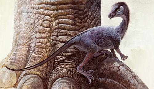 a mesozoic field guide: Coelurus
