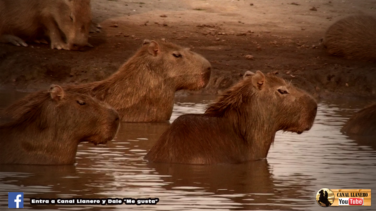 Canal Llanero : EL CHIGUIRO O CAPIBARA COSAS QUE NO SABIAS