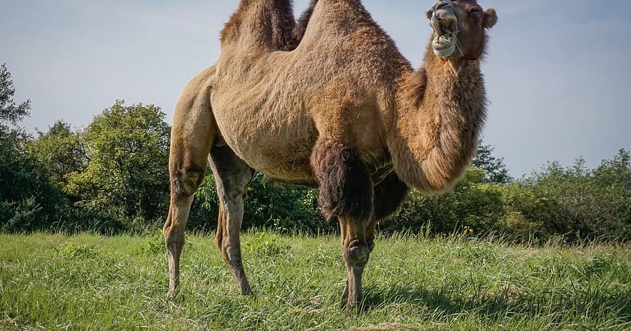 Cuantos Camellos Valgo