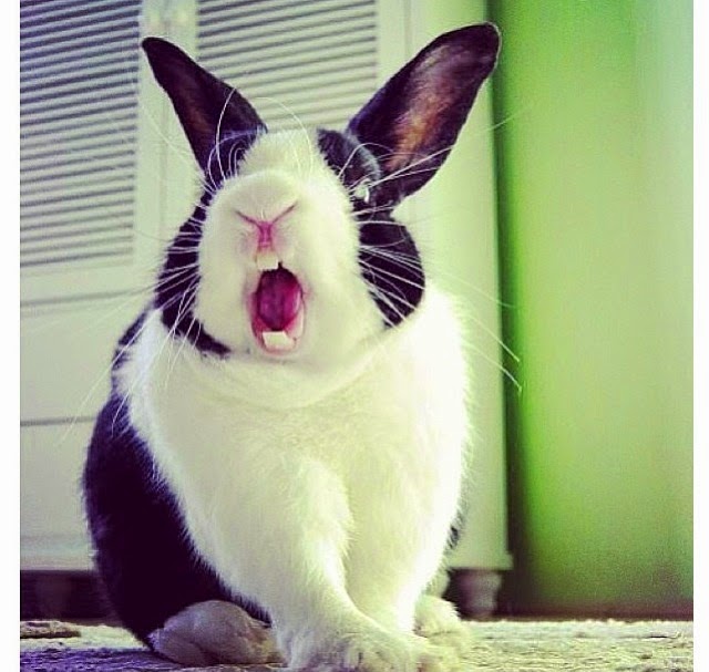 InterWeb Teens: Screaming Rabbits are underrated Hilarious