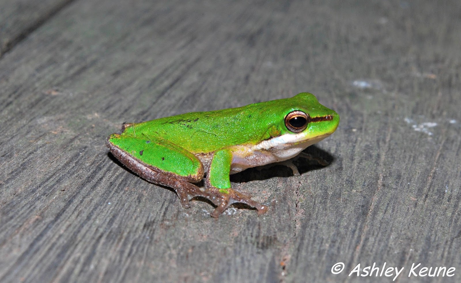 Australian Frogs Photography: KEUNEA PHOTOGRAPHY: Good Variety of Frogs ...