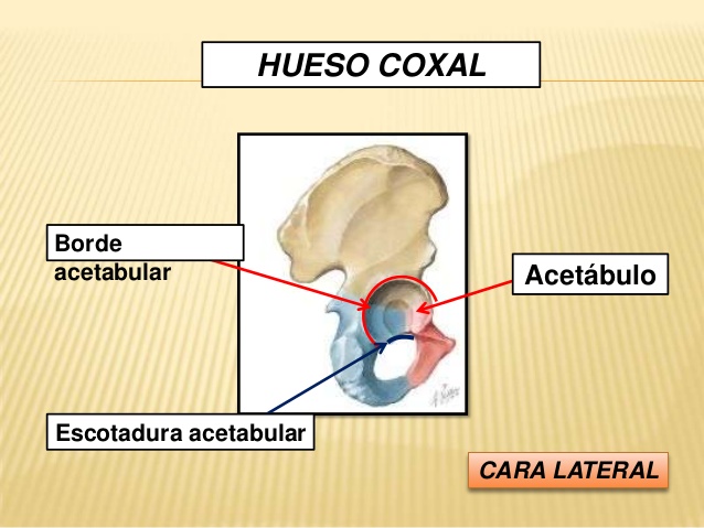 DE RE COQVINARIA: ACETABVLVM
