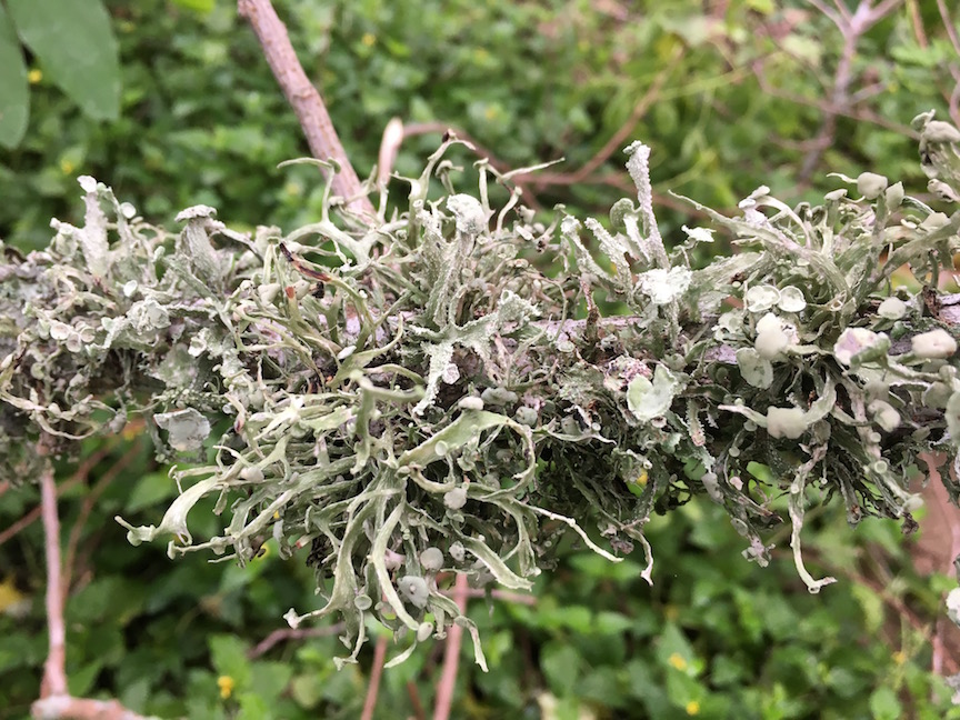 stuff from ellen's head: dead limbs, lichens, and News Of The World