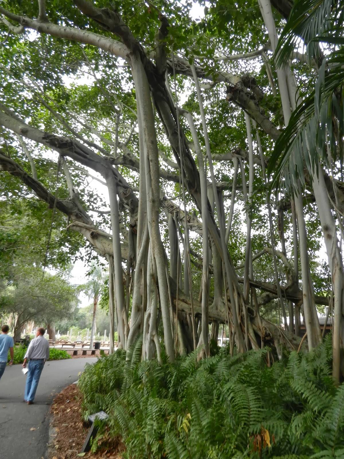 Beluga's excellent adventure: Ca d'zan