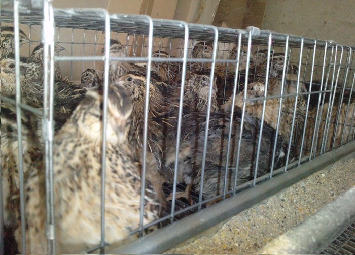 Galerie imagini cu prepelite, oua de prepelite, custi prepelite ...