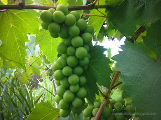 Agratitudesign Art and Nature Photography and Graphic Design ...