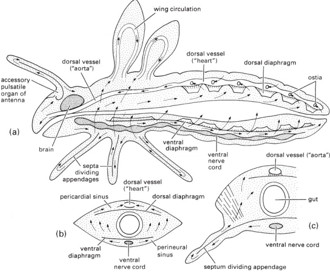 El sistema circulatorio de los insectos