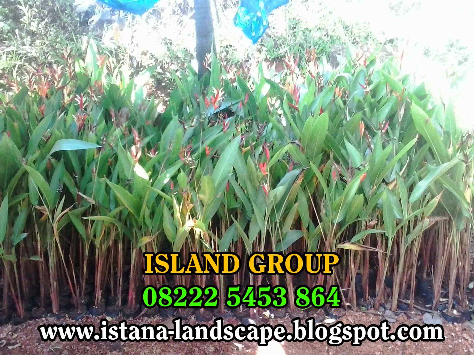 ISLAND GROUP: POHON PISANG - PISANGAN HELICONIA | JUAL TANAMAN HIAS ...