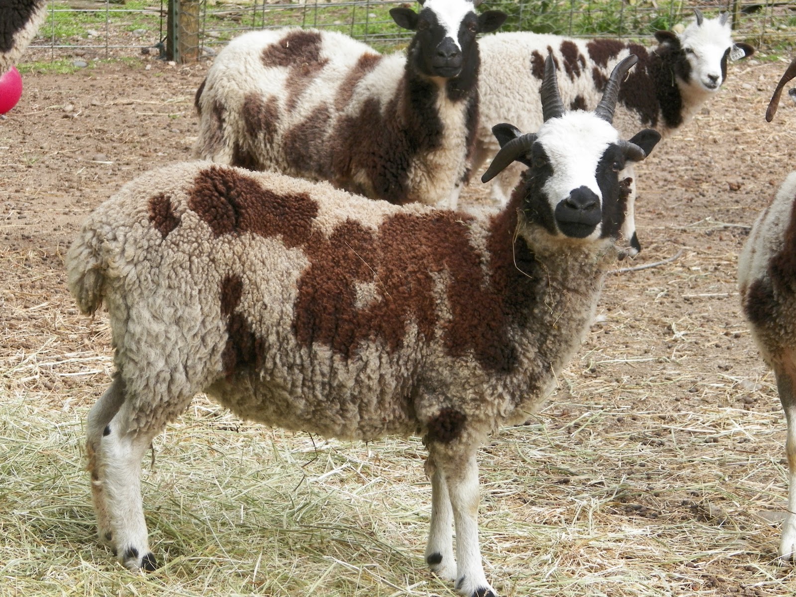 Red Dog, Spotted Sheep: Daughter of Swallow Lane Barnaby & Cedar Pond's ...