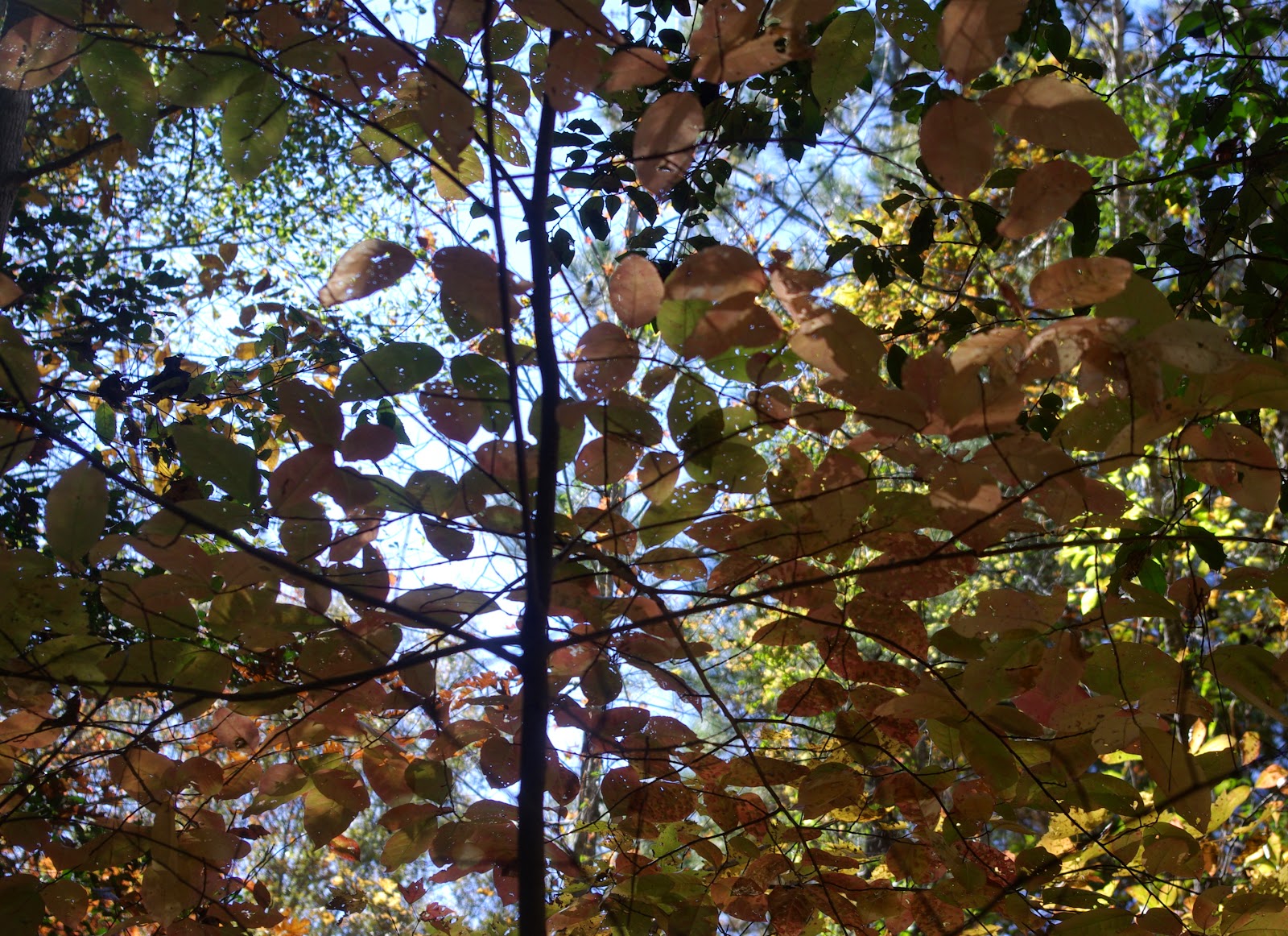 sweetbay: In the woods