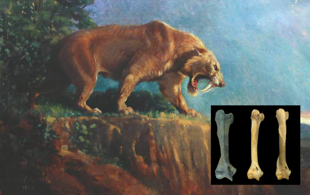 My Tiger Blog!: Saber Tooth Tiger Pictures