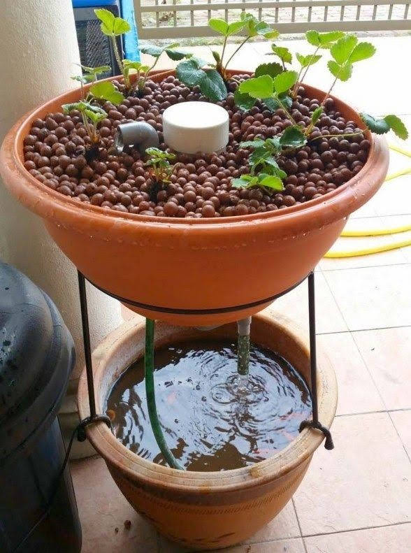 Aquaponics system projects