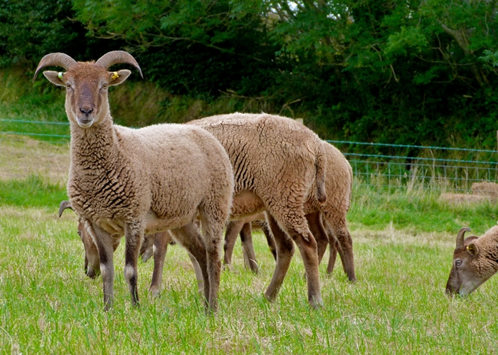 Spindlebrook • no-dig • Market Garden: New rare breed sheep! Castlemilk ...