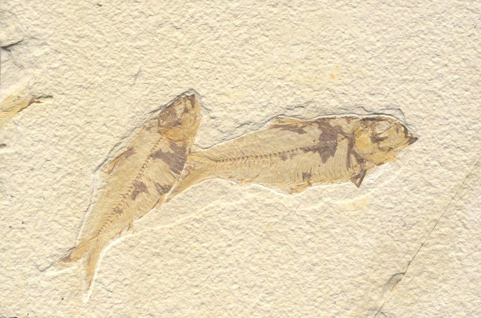 flux biota.: Green River Fish Fossil. Knightia Eocaena