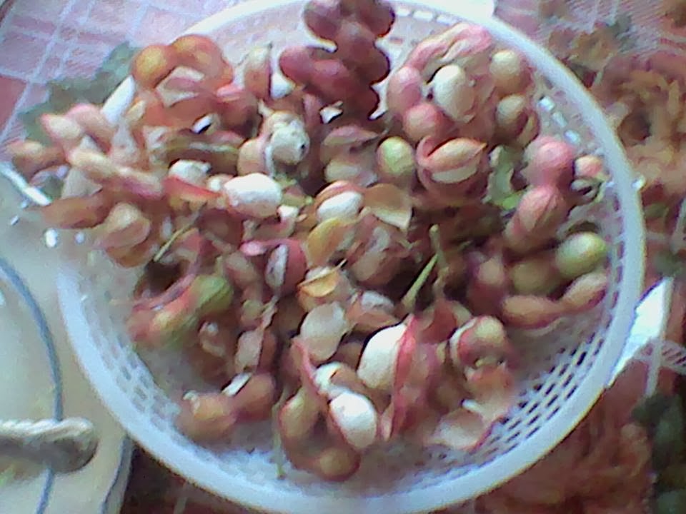 El cuexcomate: Los uchepos tradicionales de la Tierra Caliente en Guerrero