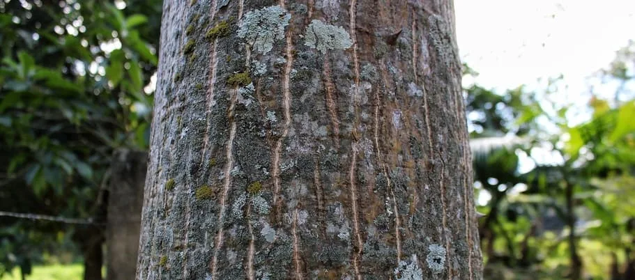 Mulungu (Erythrina verna): linda árvore de flor vermelha