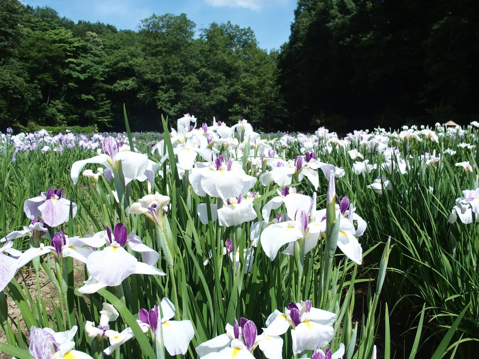 SATOYAMA TOKYO Journey ~Off the beaten track in Tokyo~: Iris Flower ...