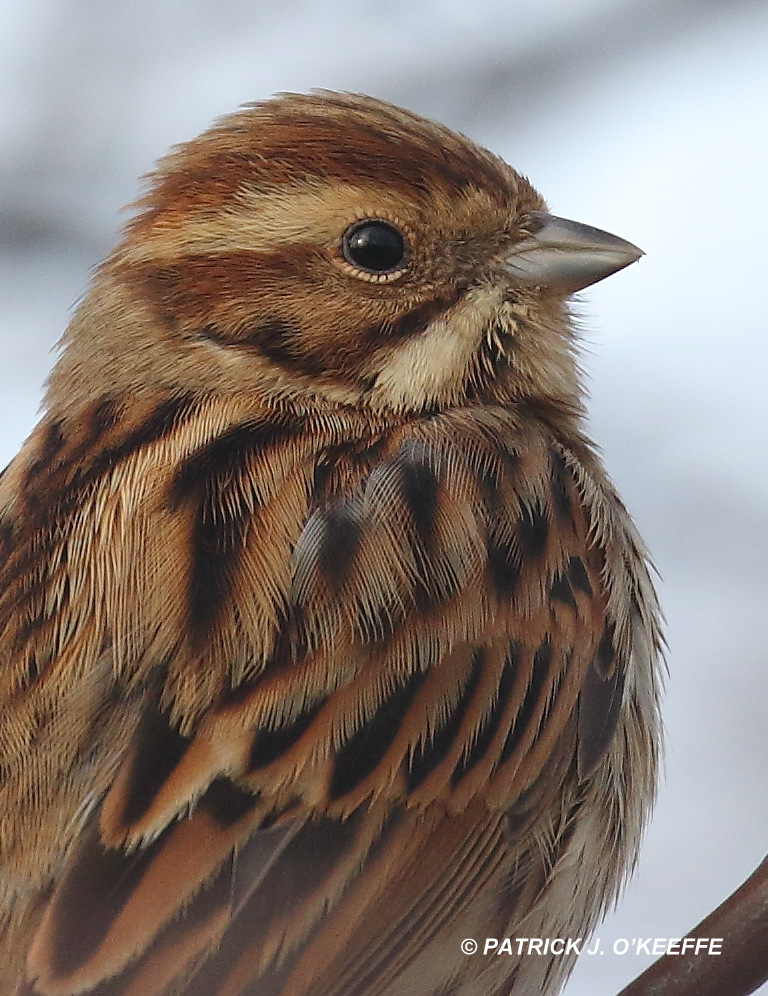 Raw Birds: COMMON REED BUNTING (Emberiza schoeniclus) female, Turvey ...