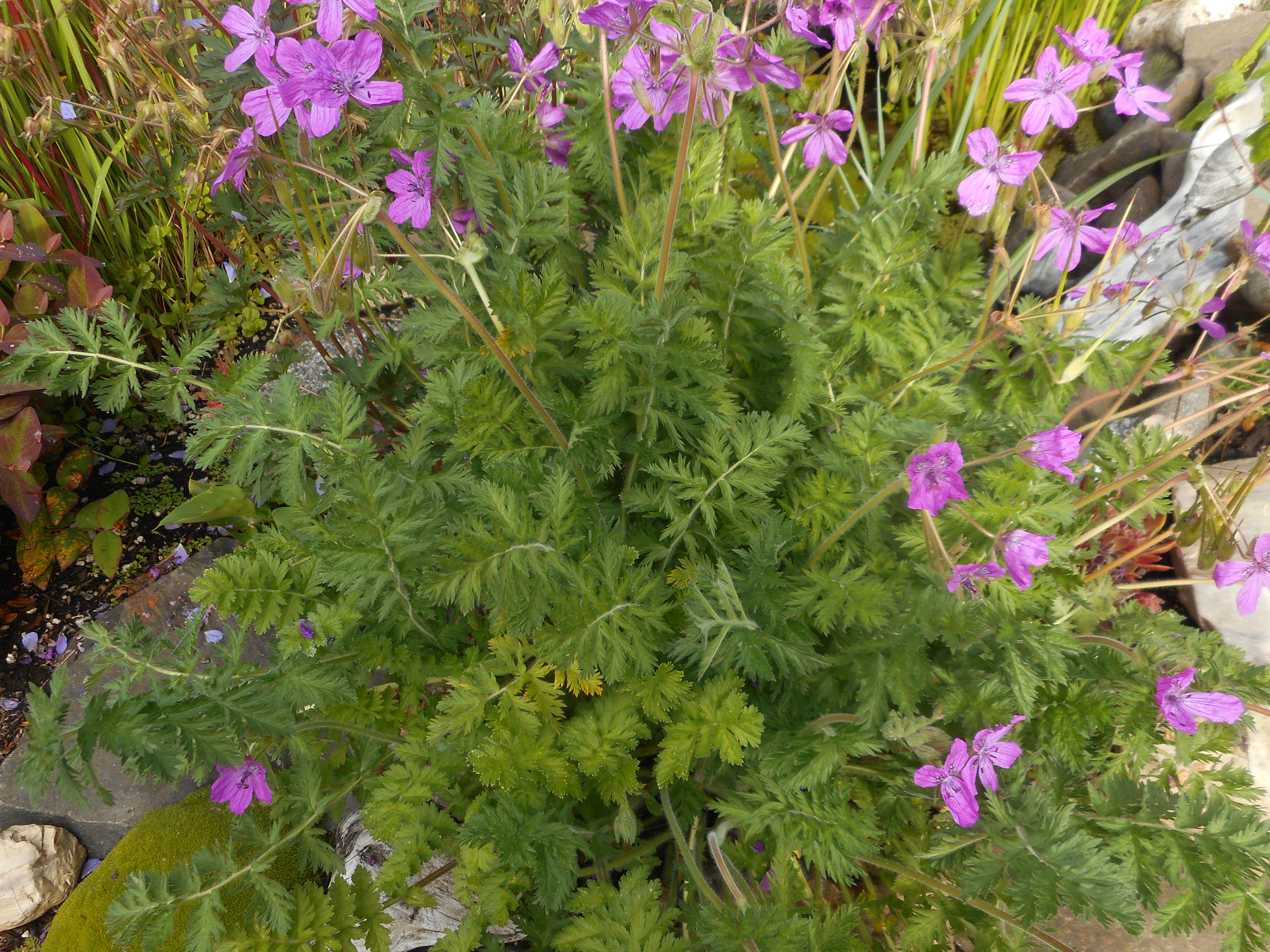 Gardening With Grace: Plant of the Week: Erodium manescavi