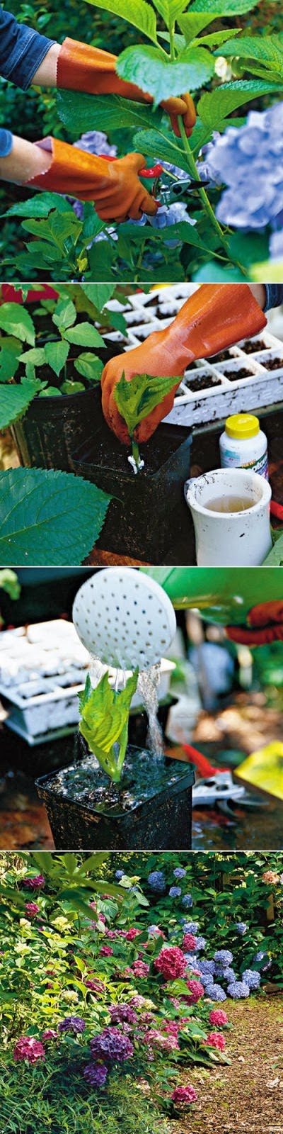 How To Grow Hydrangeas From Cuttings 101 Gardening