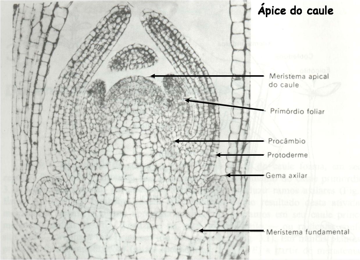 Asteraceae: Meristema e desenvolvimento do embrião