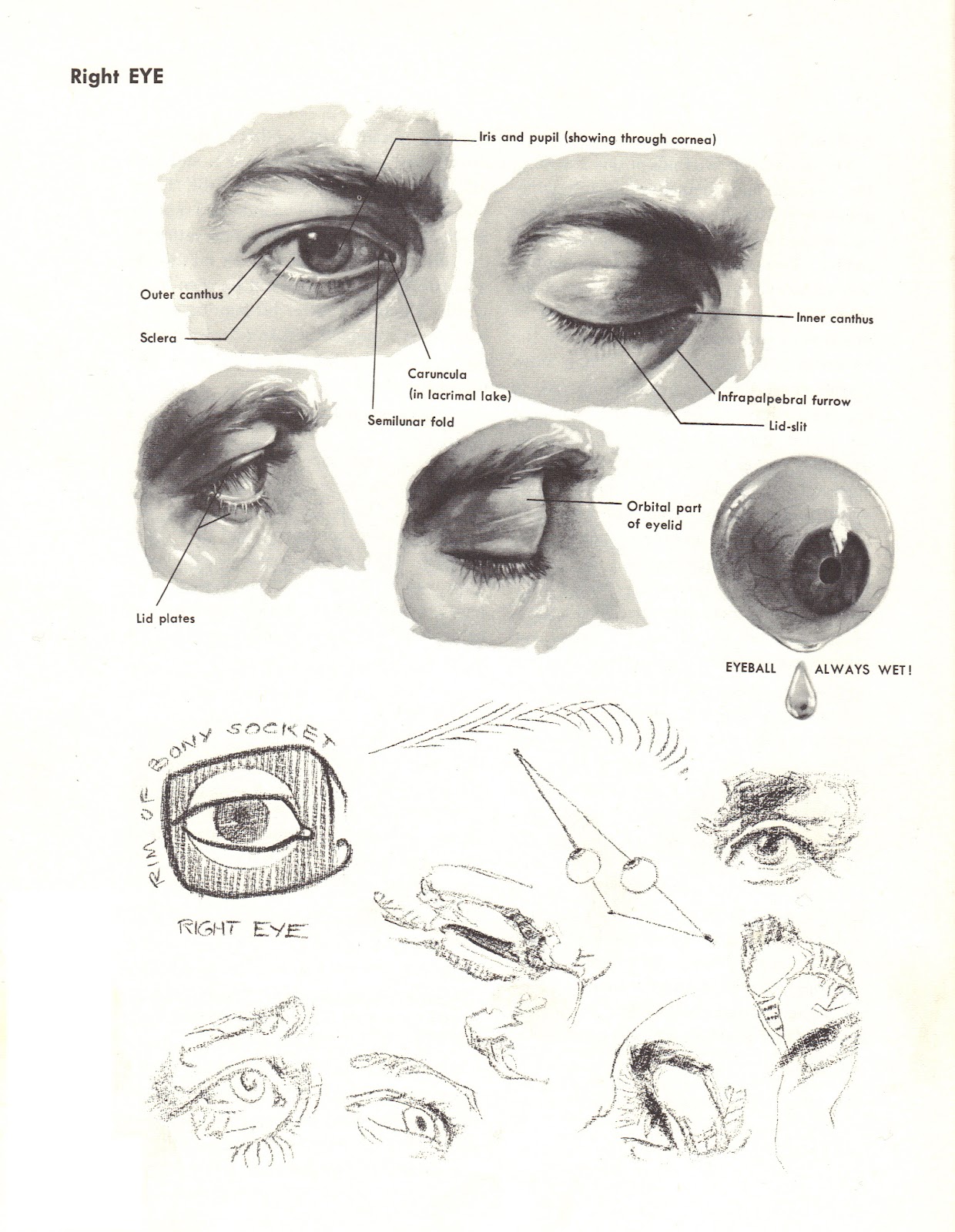 Foundation Figure: Day 17 - facial features; eyes and nose