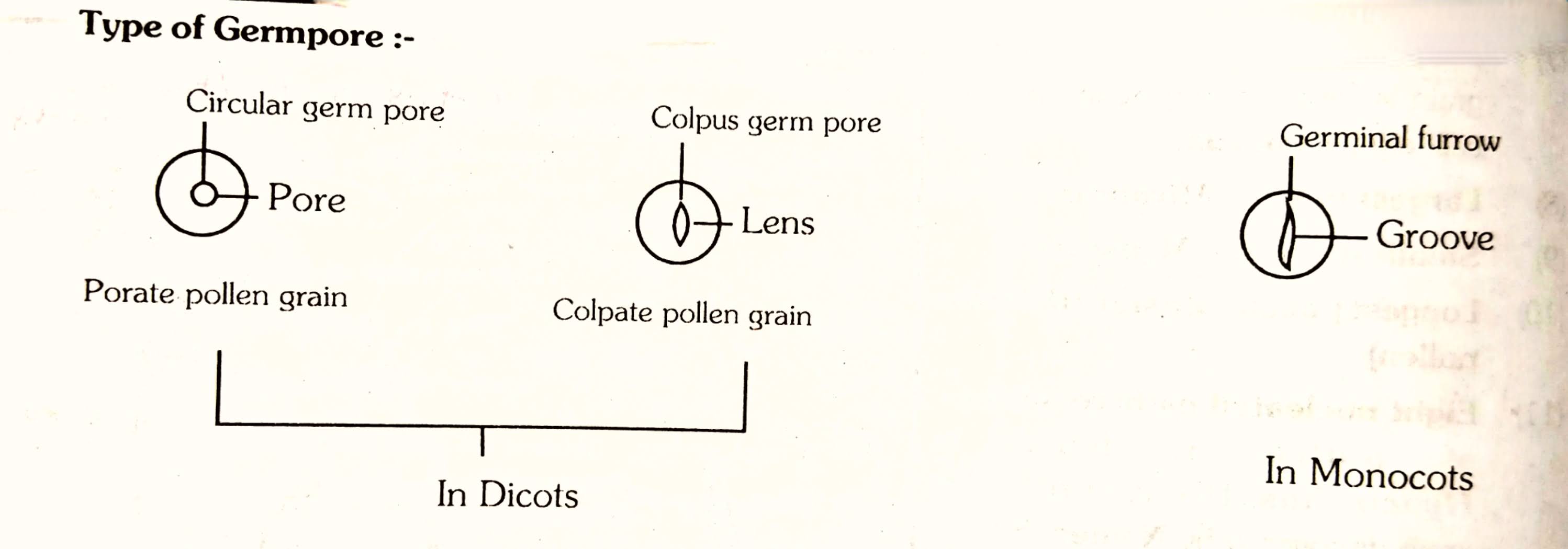 Pollen grain and their characteristics.