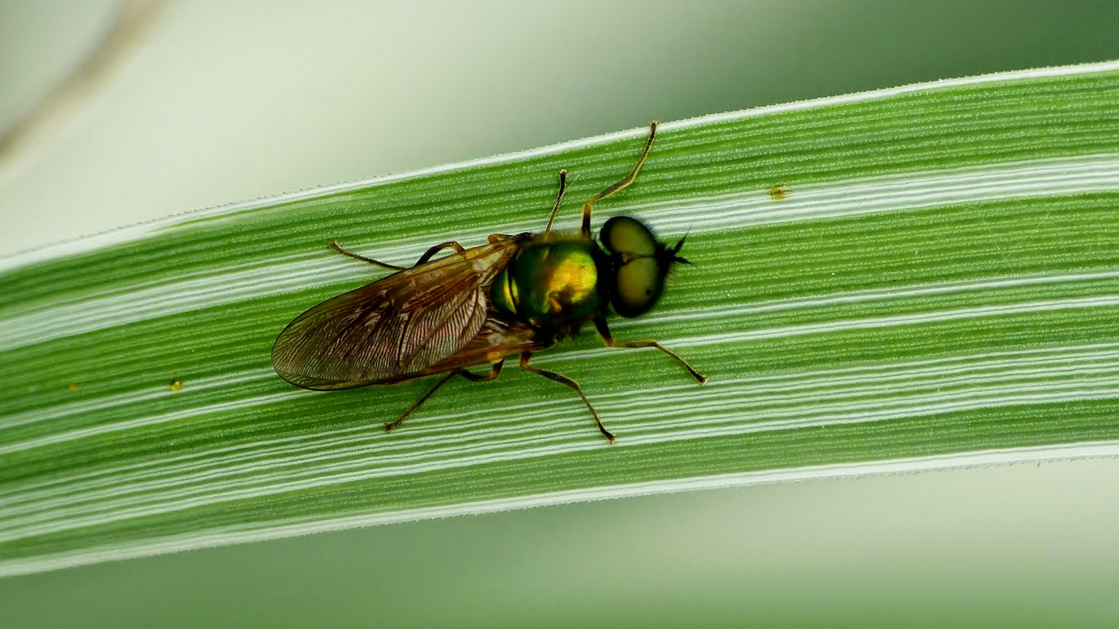 Photos d'insectes: Les Diptères - Sous-ordre des Brachycères (mouches ...
