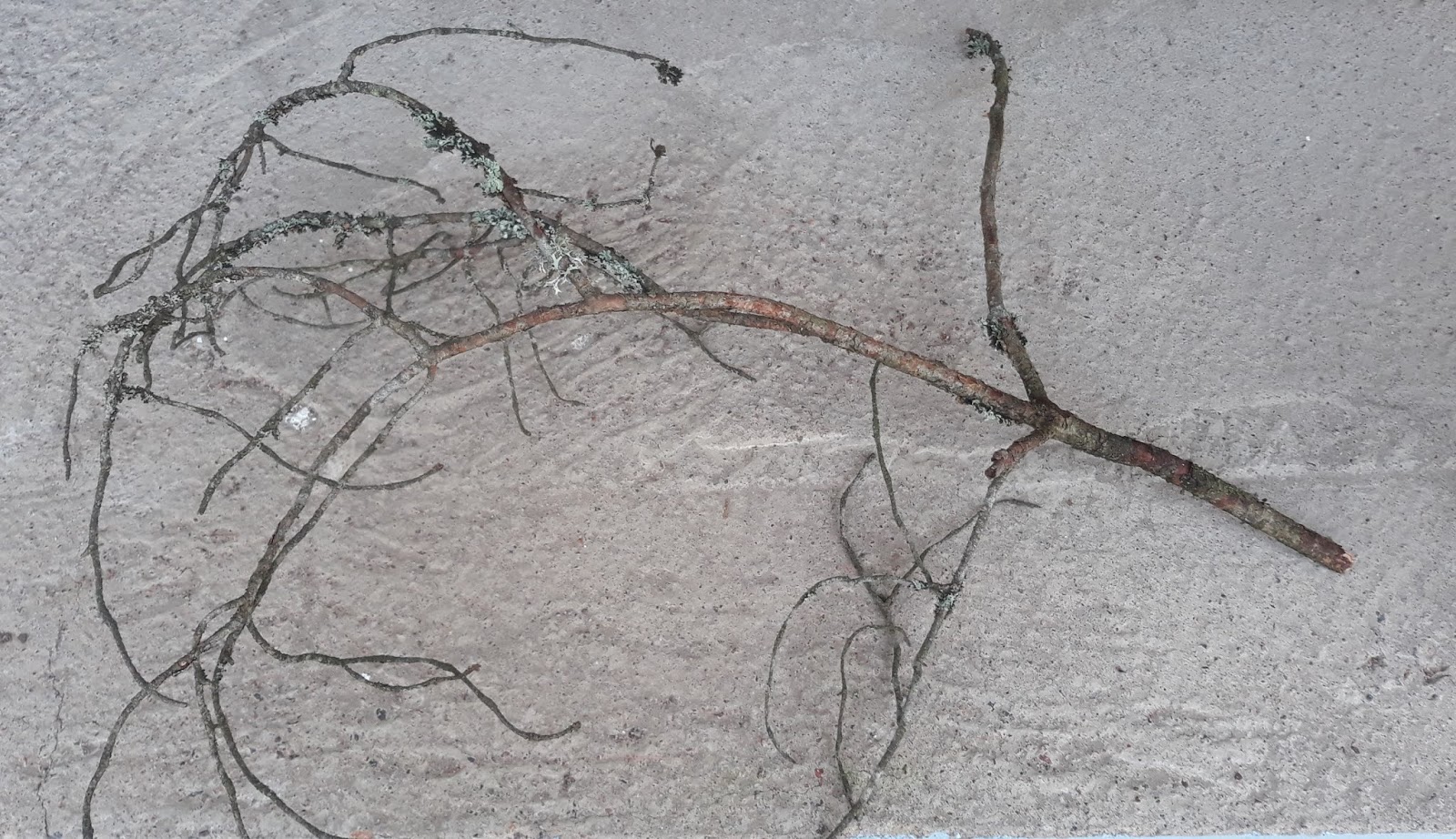 Tarinataituri: Ruusuja ja risuja