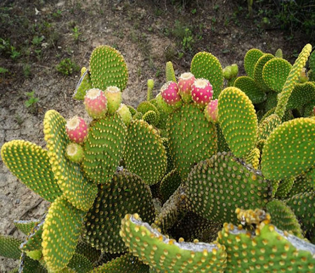 Steps on how to grow and care for Bunny Ears Cactus