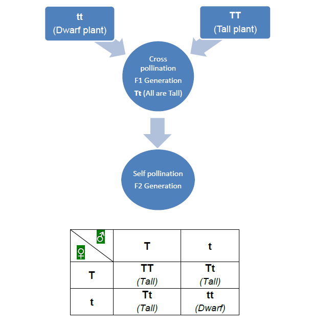 Perfect Knowledge: Genetics