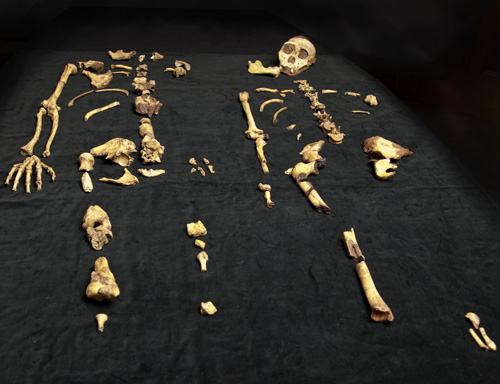 Australopithecus sediba - Paleoanthropology