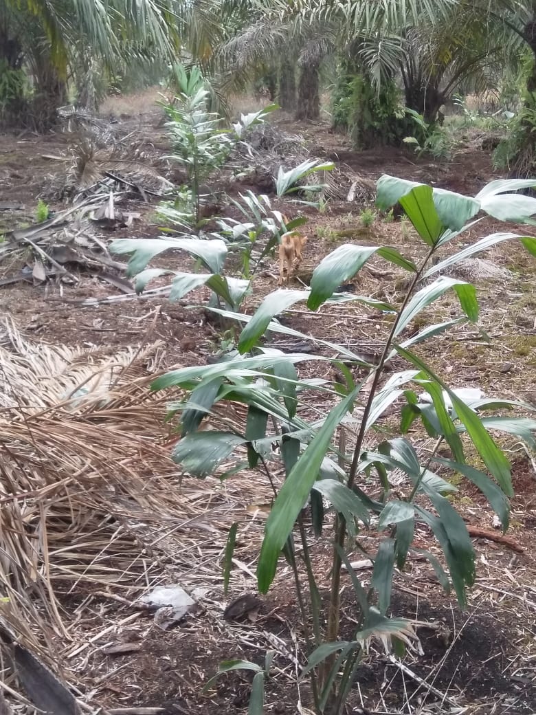 Budidaya Aren : Cara Menanam Bibit Aren di Lahan Gambut