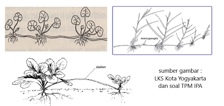 Perkembangbiakan Vegetatif Alami Tumbuhan - Cahaya Mentari