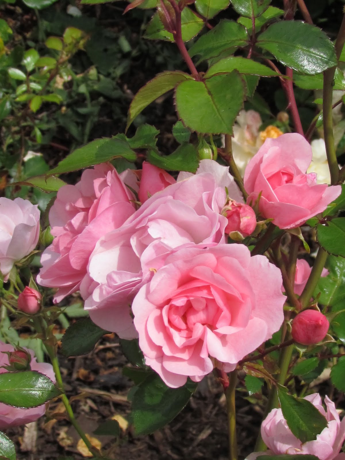 Around the World in 80 Days