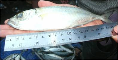 balebete baunajuku: Hasil Tangkapan Jaring Insang - Gillnet Millenium