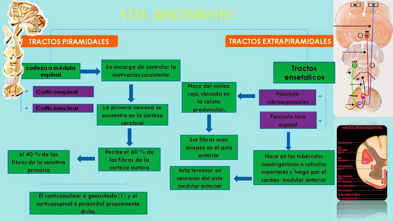 Fisiología : vía descendente, neurona motora, arco reflejo