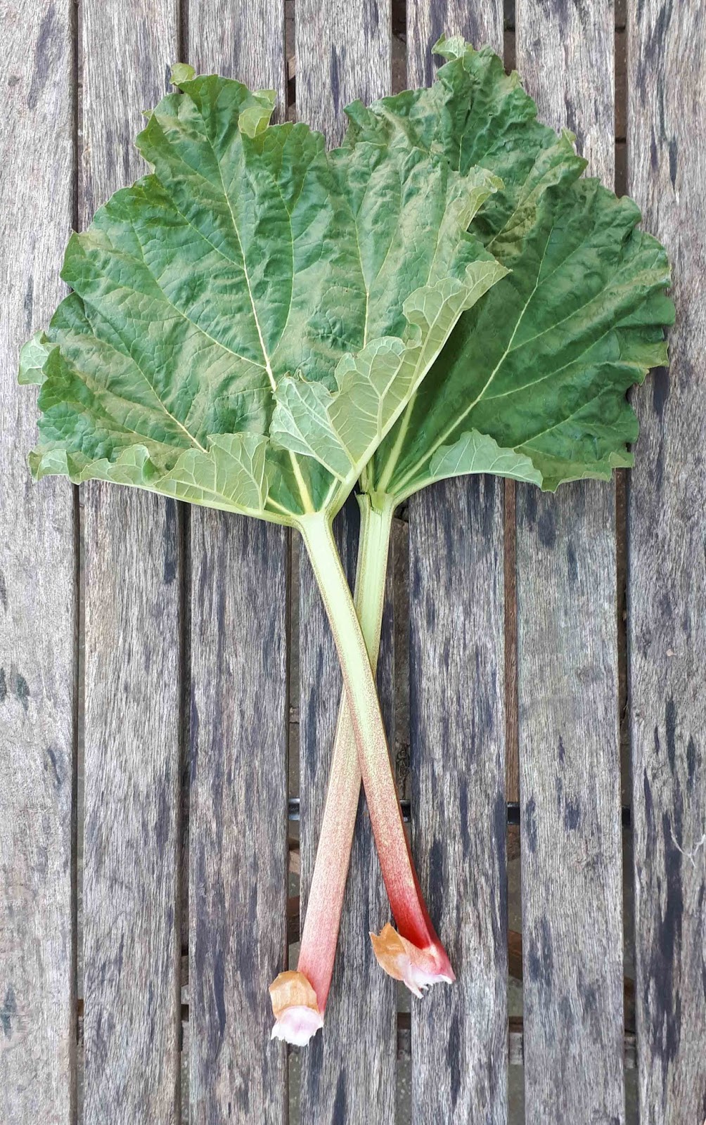 Hippystitch: Dyeing with Rhubarb