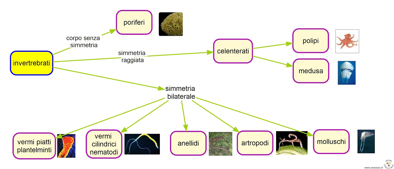 DOPOSCUOLA: INVERTEBRATI